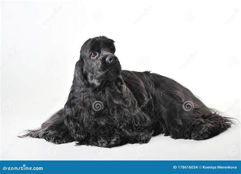 Un Cocker Dune Chevelure Noire Se Trouve Sur Fond Blanc Photo Stock