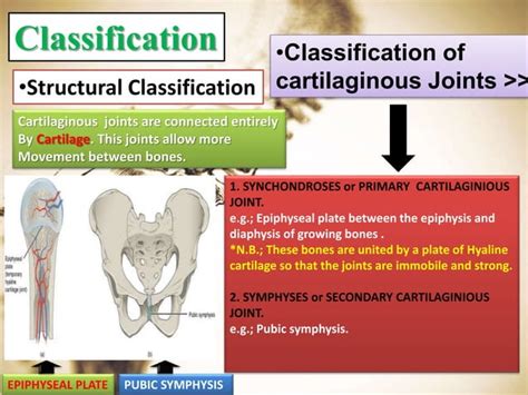 Human Joint Classification By Durba Chatterjee PPT
