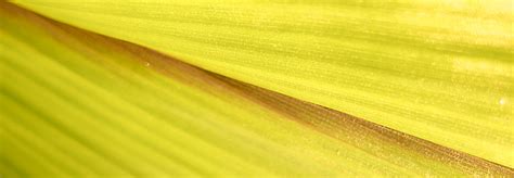 녹색과 노란색 잎의 질감과 정맥을 보여주는 클로즈업 이미지 프리미엄 현대 밝고 우아한 사진 배너 포스터 및 배경 무늬 디자인 0명에 대한 스톡 사진 및 기타 이미지 Istock