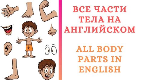 Все части тела человека на английском All Body Parts In English Youtube
