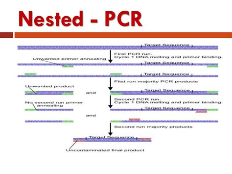 Polymerase Chain Reaction презентация онлайн