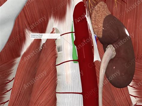 Cisterna Chyli Complete Anatomy