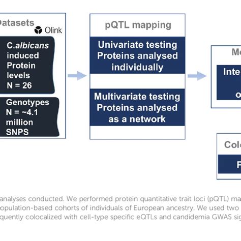 Summary Of Multivariate Qtl Mapping Results And Comparison With Pqtls Download Scientific