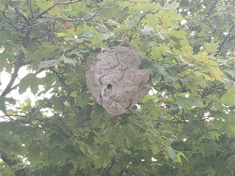 Wasp Nest Eradication And Prevention In Ajax On Brilliex Pest Control
