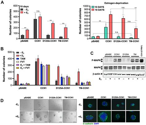 Binding Of The Angiogenicsenescence Inducer Ccn1cyr61 To Integrin
