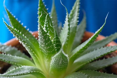 17 Rare And Unique Aloe Vera Varieties Enhance Your Home And Garden Garden For Indoor