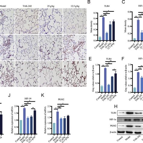 Xjdht Inhibited Tlr4 Hif 1α Pkm2 Signaling Pathway In Sepsis Rat Model