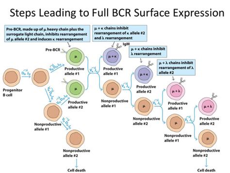 TCR BCR Expression Flashcards Quizlet