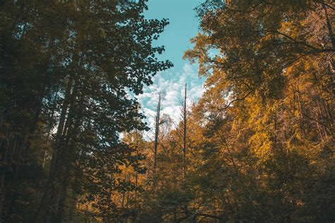 가을 경치 경치가 좋은 계절 고요한 광야 그림자 나무 나뭇잎 낙엽 낮 다채로운 떨어지다 러스틱 로우앵글 샷 맑은 하늘 목가적인 삼림지대 생태