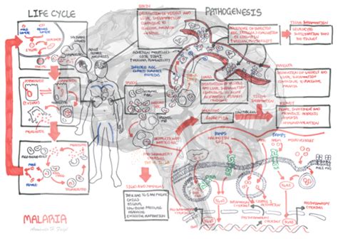 Malaria Pathophysiology Armando Hasudungan