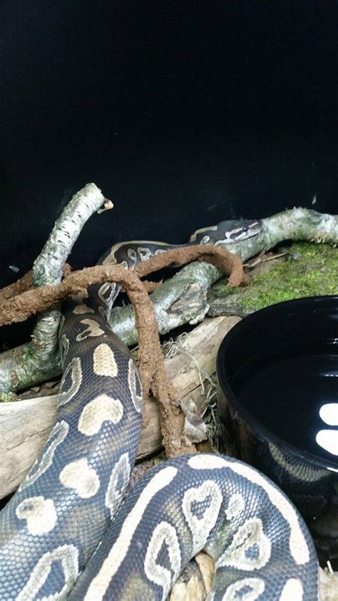 Bioactive Royal Pythons True Ball Python Vivarium