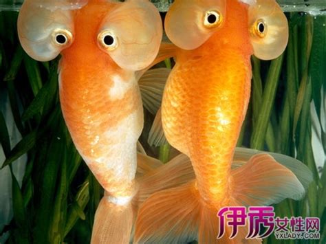 金鱼眼图片图金鱼眼图片大全 金鱼的四种眼型介绍 伊秀宠物 yxlady
