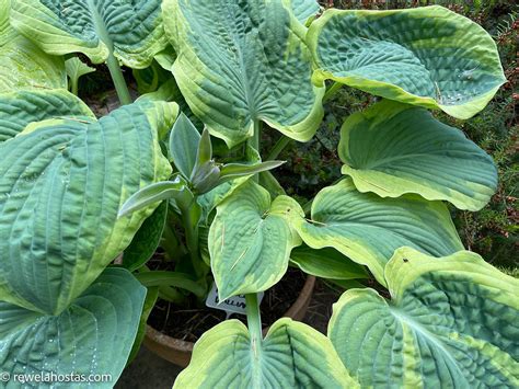 Hosta Frances Williams Rewelahostas