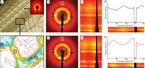 Driving Macro Scale Transformations In Three Dimensional Printed Biopolymers Through Controlled