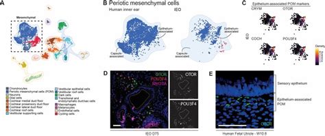 Ieo Derived Pom Resembles Human Fetal Epithelium Associated Pom A Download Scientific Diagram