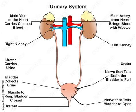 Vetor Do Stock Human Urinary System Infographic Diagram Structure And
