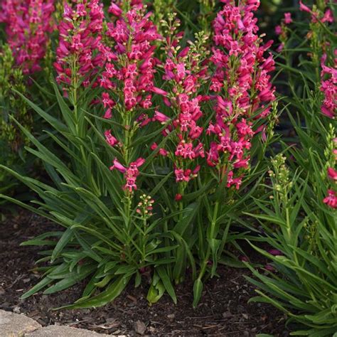 Penstemon Barbatus Rock Candy® Ruby