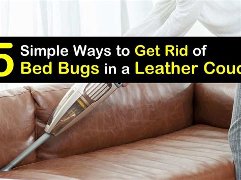 Do Bed Bugs Live In Leather Sofas