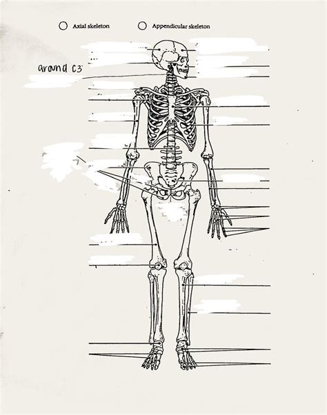Skeleton Part 2 Diagram Quizlet