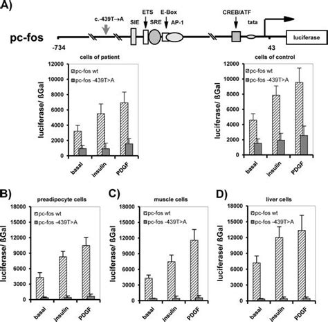 Effect Of The Identified Homozygous C Fos Promoter Point Mutation On