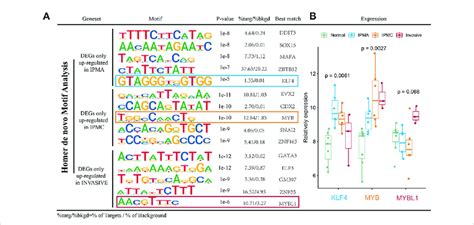 Motif Analysis Of Degs A Top 5 Enriched Known Motifs As Predicted