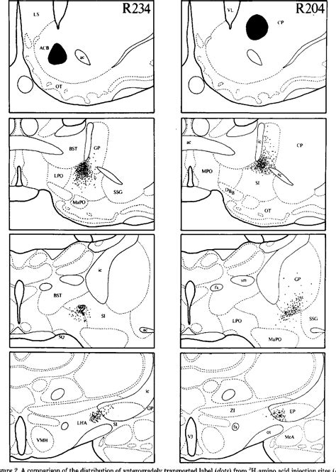 Structure Of Lateral Preoptic Nucleus Semantic Scholar