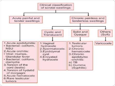 Approach To Scrotal Swellingpptx Infertility Reproductive Health