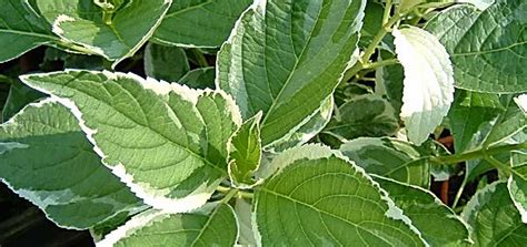 Hydrangea Macrophylla Variegata Plant Nursery Wholesale Plant Nursery In Maharashtra