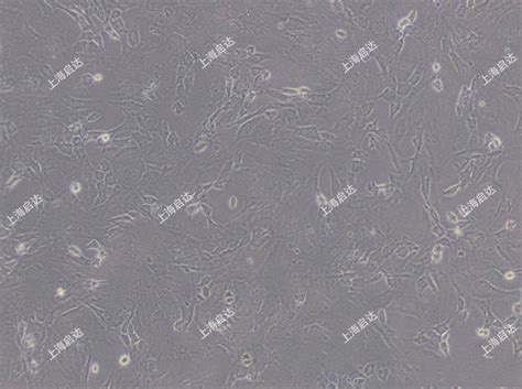 3T3 L1小鼠胚胎成纤维细胞 上海启达生物科技有限公司
