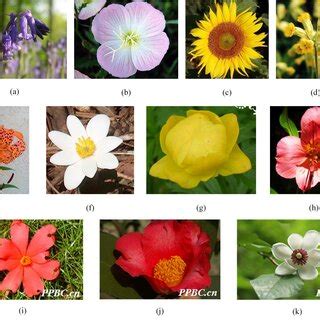 Some Images In The Flower Data Set Where A D Belong To Oxford Download Scientific Diagram