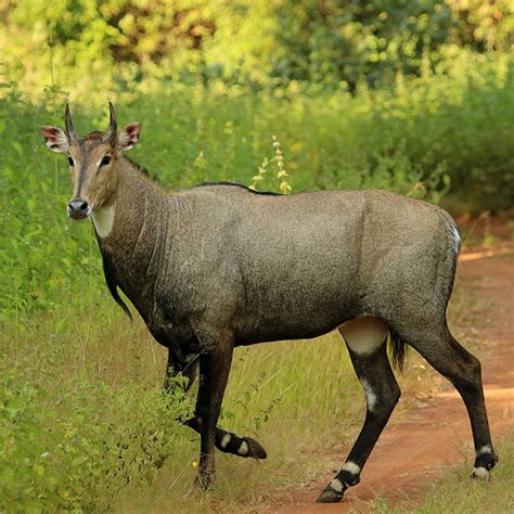 Hunting