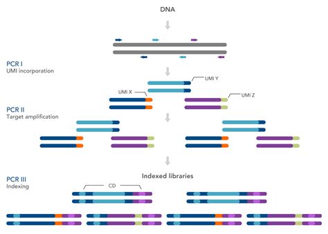 Xgen Hs Egfr Pathway Amplicon Panel Idt