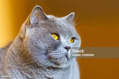 배경 흐리게에 노란 눈을 가진 회색 고양이 머리의 클로즈업 사진 0명에 대한 스톡 사진 및 기타 이미지 0명 가축 검은색 Istock