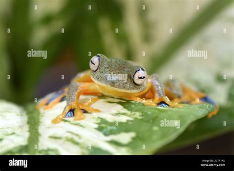 Tree Frog From Indonesia Is Beautiful Color Stock Photo Alamy