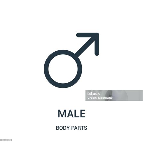 신체 부위 컬렉션에서 남성 기호 아이콘 벡터입니다 얇은 라인 남성 기호 개요 아이콘 벡터 일러스트 레이 션 0명에 대한 스톡 벡터 아트 및 기타 이미지 Istock