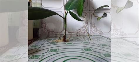 Черенки комнатных растений купить в Междуреченске Товары для дома и дачи Авито