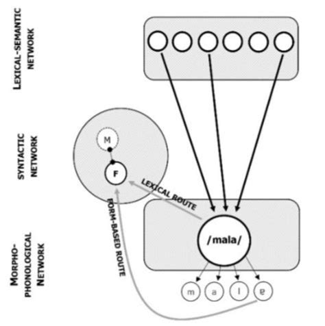 Representation Of The Routes Of Gender Retrieval Within The IN Model Download Scientific Diagram