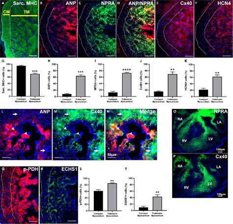 Echs1 Mgi Mouse Gene Detail Mgi 2136460 Enoyl Coenzyme A Hydratase Short Chain 1