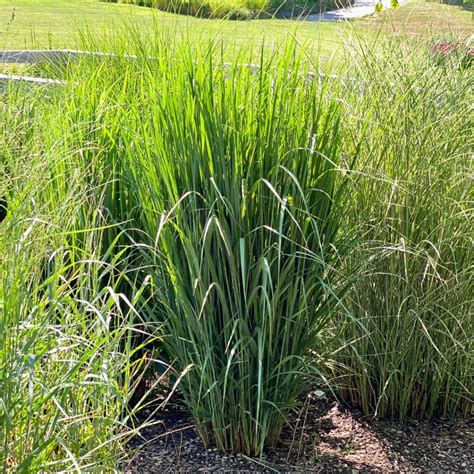 Panicum ‘northwind Perennial Plant Of The Year®
