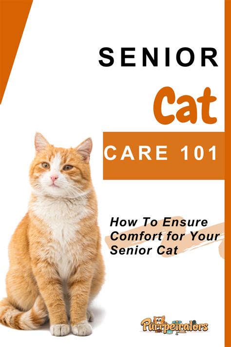 Basic Cat Care Tips Artofit