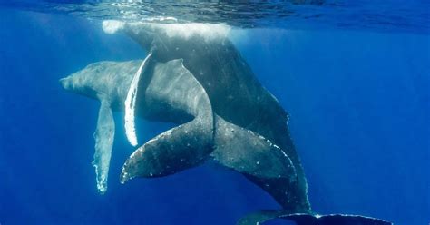 Humpback Whales Seen Having Gay Sex For The First Time Ever Weird News Metro News