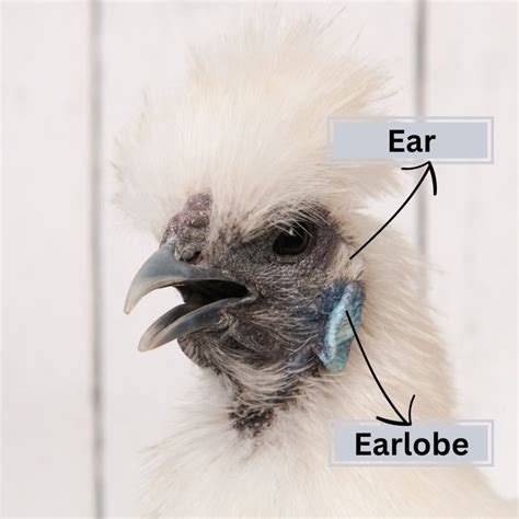 Chicken Ear Anatomy Do Chickens Have Ears And Earlobes The Phat Hen