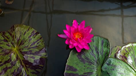 연못에 아름 다운 분홍색 수련 또는 연꽃입니다 녹색 잎과 수련입니다 연못 정원에 수련이 피고 있습니다 0명에 대한 스톡 사진 및 기타 이미지 Istock