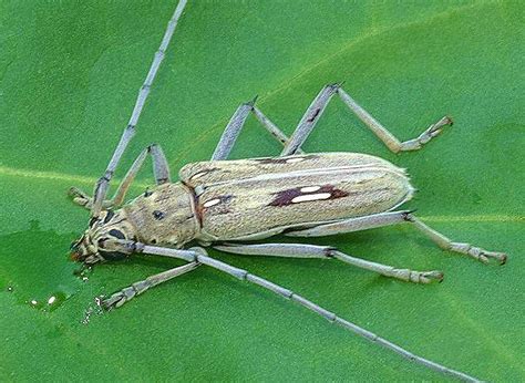 Order Coleoptera Ent 425 General Entomology