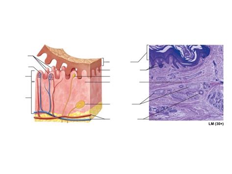 Structures Of The Dermis Diagram Quizlet