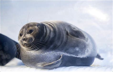 Baikal Seal Alchetron The Free Social Encyclopedia