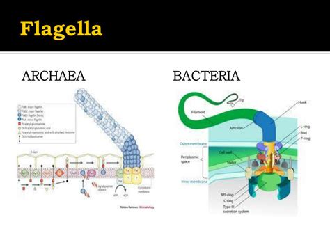 Ppt Bacteria And Archaea Powerpoint Presentation Free Download Id 2162369