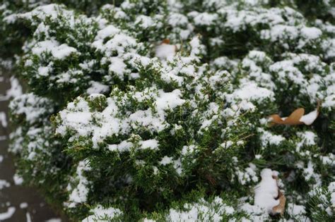 Juniperus Sabina Grows Under The Snow In December Berlin Germany