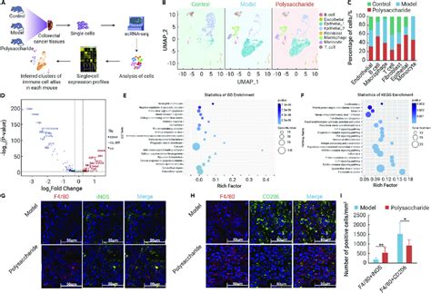 Transcriptional Landscape Of Macrophages In Tumor Tissue Of Colorectal Download Scientific