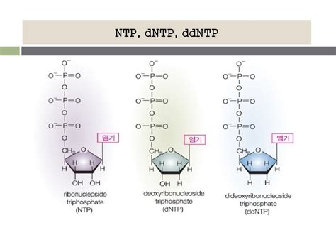 Nucleotide Sequencing V Rna Sequencing V Dna Sequencing